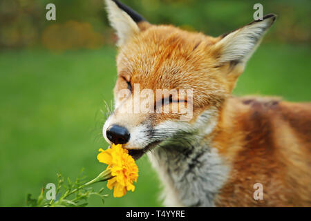 Closeup of a red fox smelling the flower marigold Stock Photo - Alamy