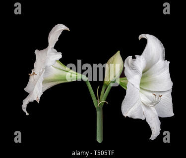 Beautiful white Easter lily flower bouquet, religious symbol of the ...