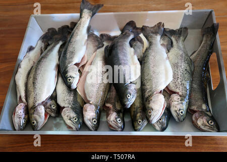 A raw fish fillet rests on a black slate board with peppercorns, salt ...