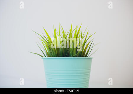Rosemary and tin bucket against white background Stock Photo - Alamy