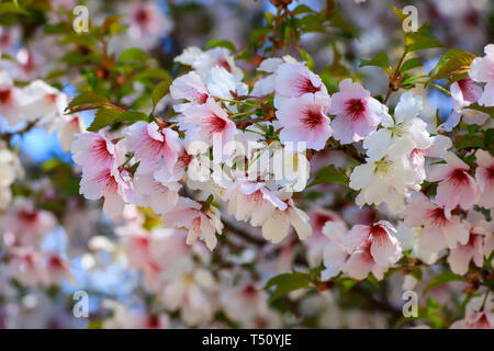 Cherry blossoms bloomed. Cherry branch in blossom. Cherry tree in bloom ...