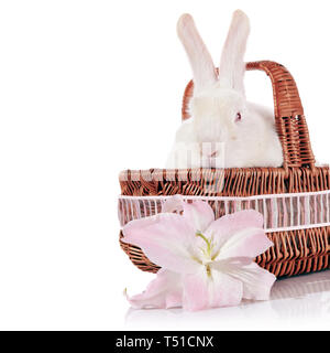 Portrait of a white rabbit in a wattled basket and white-pink lily ...