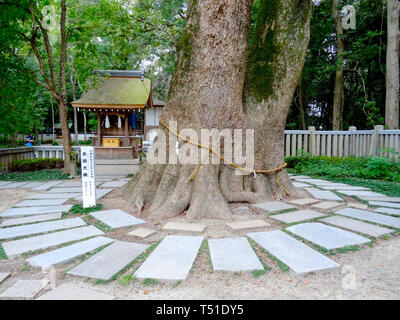Sacred tree. 800 year old Nagi-no-Ki tree (Podocarpus nagi) at Kumano ...