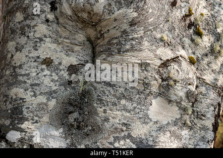 bumpy tree bark. bark structure. Tree trunk close-up. Bark of tree ...