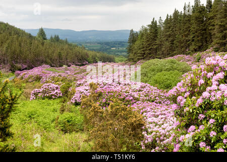 Rhododendron growing in the Vee valley on the Tipperary Waterford ...