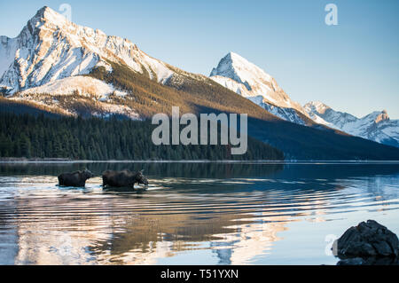 Moose in the late fall Stock Photo - Alamy