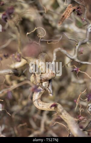 Corylus avellana ‘Red Dragon’ - purple leaf contorted filbert tree, at ...