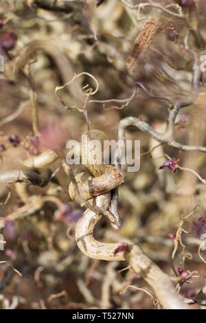 Corylus avellana ‘Red Dragon’ - purple leaf contorted filbert tree, at ...