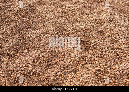 empty hazelnut shells Stock Photo - Alamy