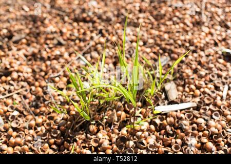 Hakonechloa macra Japanese forest grass grasses green foliage leaves ...