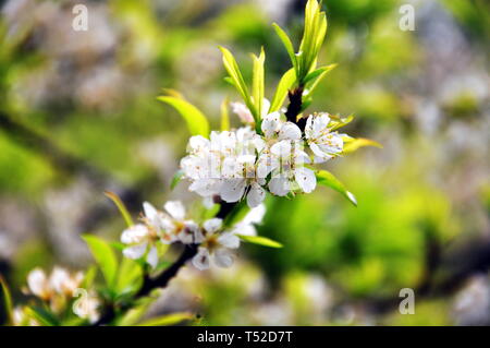 Pure white plum flower Stock Photo - Alamy