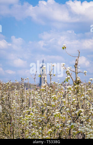 apple fruit trees blooming in the spring season, beautiful large apple ...