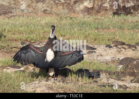 Wollhalsstorch / Woolly-necked stork / Ciconia episcopus Stock Photo ...