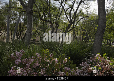 Caltech campus series, gardens, Thomas and Guggenheim Laboratory Stock ...