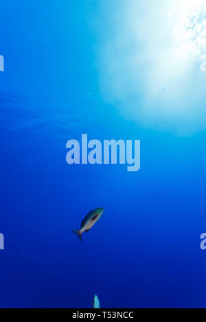 the undulating surface of the sea Stock Photo - Alamy