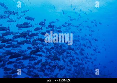Large school of groupers swimming over coral reef Stock Photo - Alamy