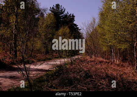 west blean and thorden woods nature reserve in east kent uk april 2019 ...