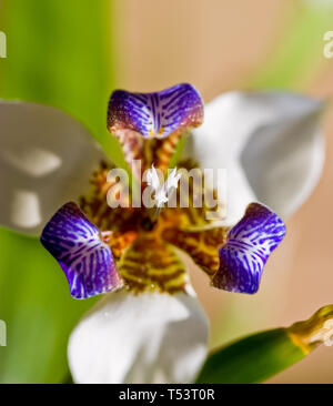 Blooming Apostle Plant Stock Photo - Alamy