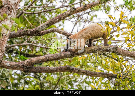 Tamandua or Lesser Anteater, Tamandua tetradactyla, feeding on ants up ...