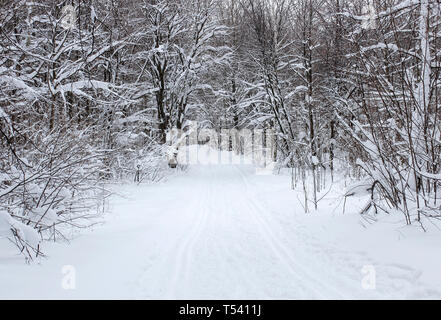 Beautiful winter forest with ski track. Tall snow covered pines in ...