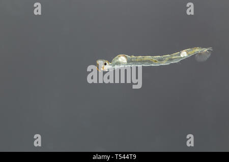 Glassworm Phantom Midge Larva Chaoborus sp Showing feathery gills and ...