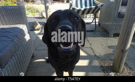 Smiling Black Labrador Puppy Stock Photo - Alamy
