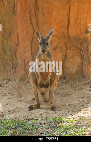 Red kangaroo (Macropus rufus), Red Giant Kangaroo, Red Giant Kangaroos ...