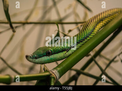 Baron's green racer, Philodryas baroni, from below, South America Stock ...
