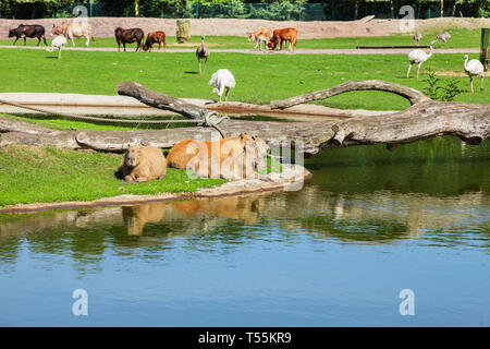 Capybara, the biggest rodent in Colombia. Photo taken in Arauca ...