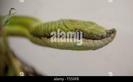 Barons Racer (Philodryas baroni Stock Photo - Alamy