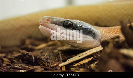 Cave-dwelling rat snake (Orthriophis taeniurus ridleyi) moving in tree ...