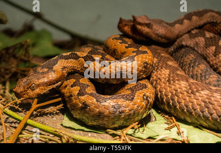 Poskok /Nose horned viper/ Vipera ammodytes in natural habitat in NP ...
