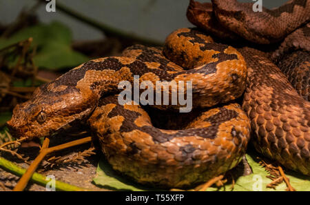 Poskok /Nose horned viper/ Vipera ammodytes in natural habitat in NP ...
