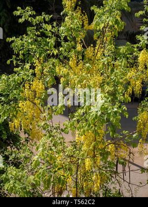 21-Apr-2019- Cassia fistula; golden rain tree; canafistula with Fruit Kalyan Maharashtra INDIA ...