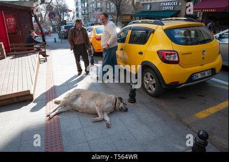 The Fat and Lazy Street Dogs of Istanbul, Turkey Stock Photo - Alamy