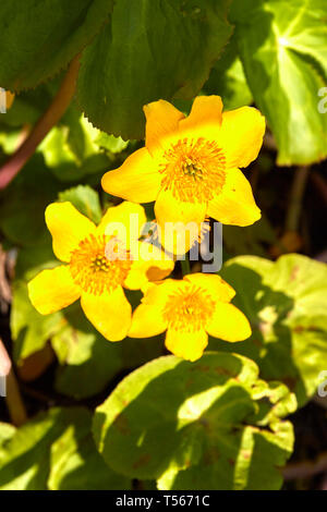 A bloom of aquatic buttercup growing in the river Tarn at Millau ...