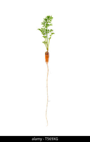 carrot, mini carrot, small carrot isolated on white background Stock ...