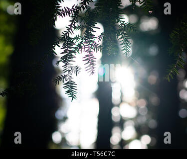 Sunlight peeking through the trees with a lens flare. The forest in ...