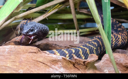 Rinkhals or Ring-necked Spitting Cobra (Hemachatus haemachatus) with ...