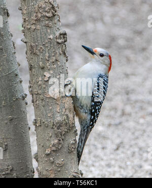 Red-Bellied Woodpecker on the bird feeder Stock Photo - Alamy