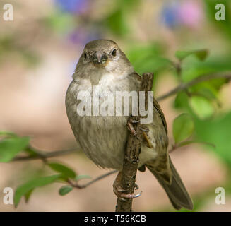 House sparrow perched on a tree branch Stock Photo - Alamy