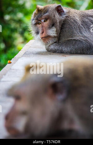 One pouting monkey gives another the silent treatment in the Monkey ...