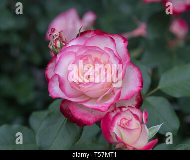 Gorgeous two-colored rose flower head, Southern California Stock Photo ...