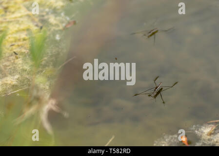 Hemiptera bugs suborder Homoptera family Psyllidae Chermidae commonly ...