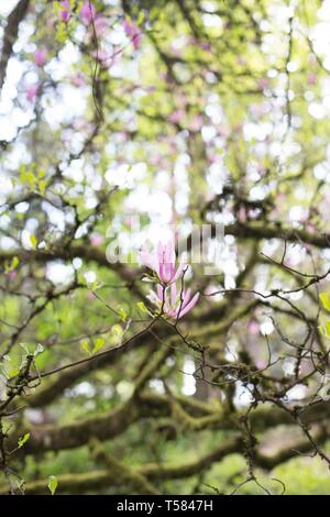A magnolia tree in springtime in Hendricks park in Eugene, Oregon, USA ...