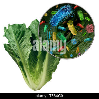 E coli contamination of romaine lettuce Stock Photo - Alamy