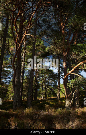 Caledonian Pine Forest, RSPB Abernethy Forest National Reserve, by ...