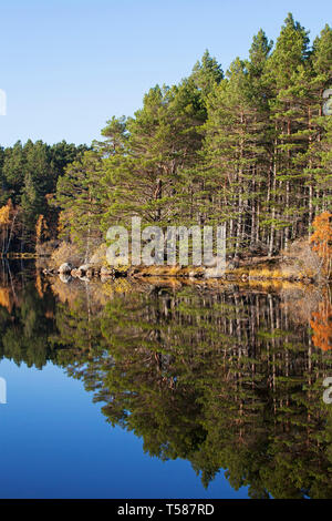 Loch Garten, RSPB Abernethy Forest National Nature Reserve, Cairngorms ...