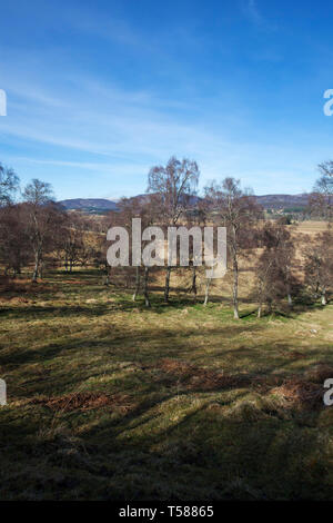 Insh Marshes RSPB reserve and Downy birch Betula pubescens Strathspey ...