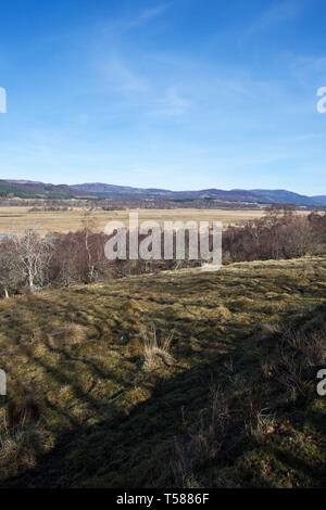 Insh Marshes RSPB reserve and Downy birch Betula pubescens Strathspey ...